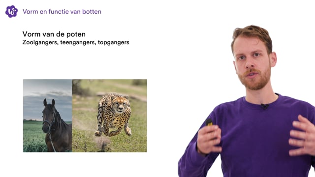 Vorm en functie van botten oefenen | StudyGo