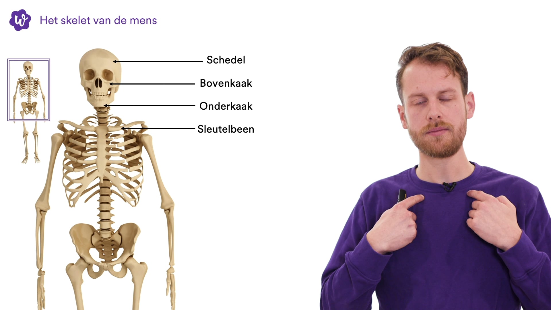 Het skelet (BvJ) oefenen | StudyGo
