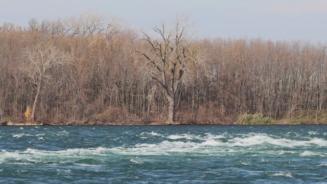 Torrent, Forest, Tree. Free Stock Video - Pixabay