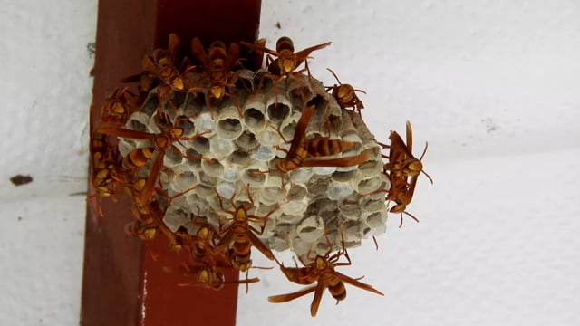 Avispas Insectos Colmena - Free video on Pixabay - Pixabay