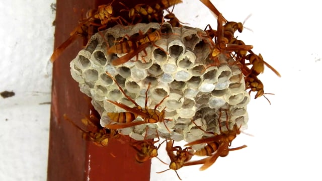 Wasps Insects Hive - Free video on Pixabay
