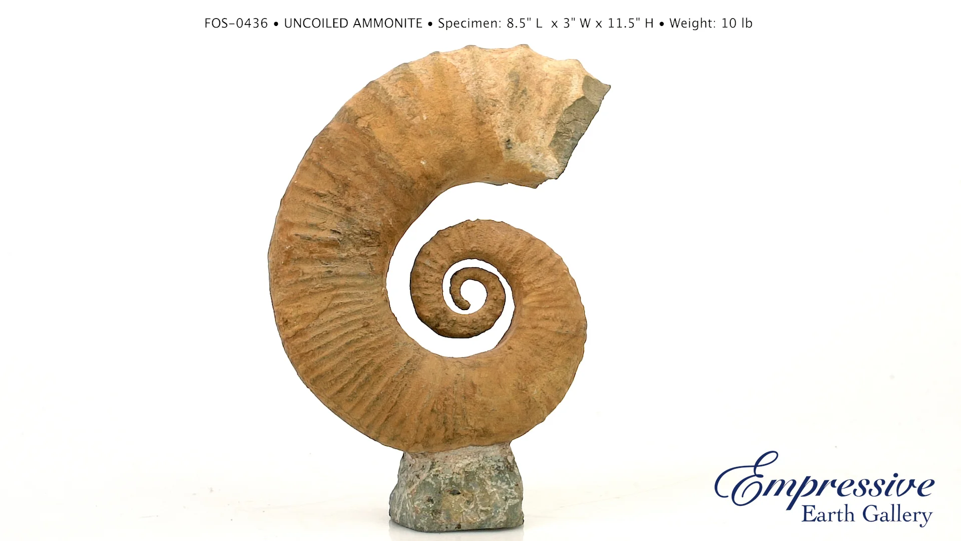 Uncoiled Ammonite (FOS-0436) on Vimeo