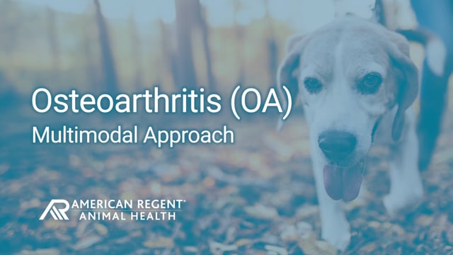 How Is Adequan Administered In Dogs