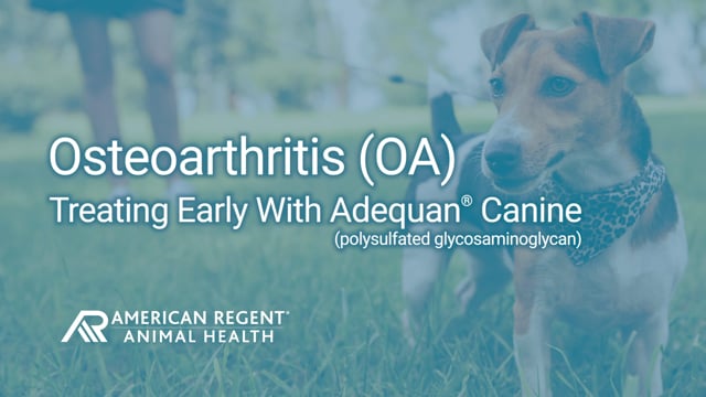 How Does Adequan Work In Dogs