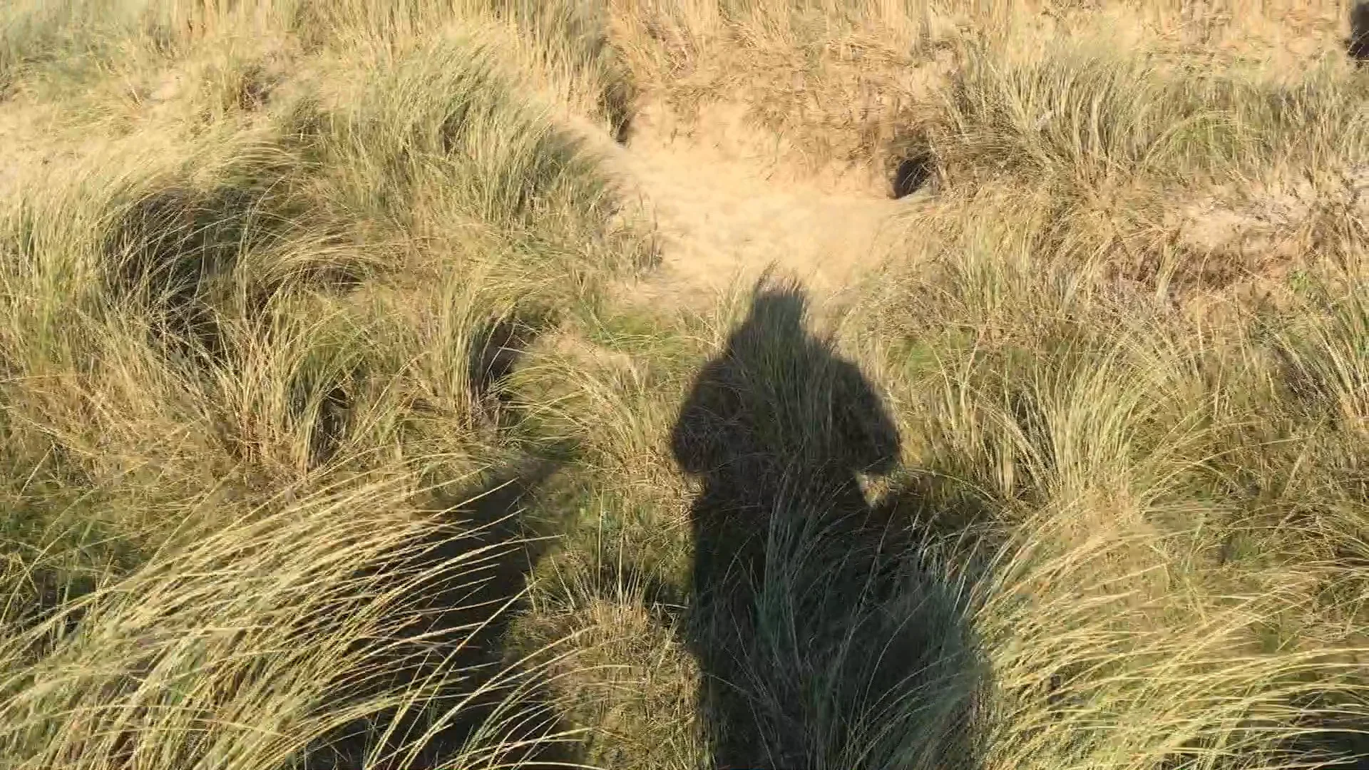 Beachcomber by Ken Warren. Music by Harold Budd on Vimeo