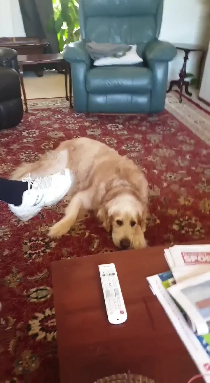 dogs 1 on Vimeo