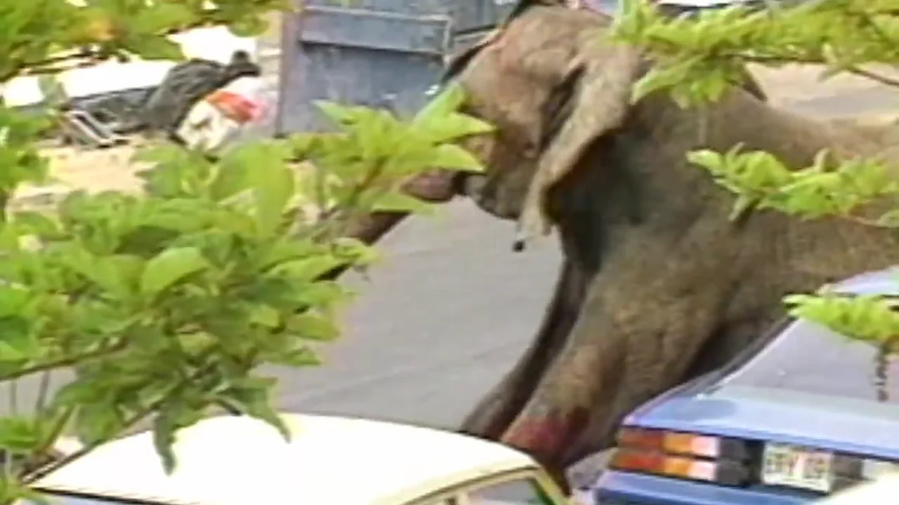 Tyke the Elephant's Last Day on Earth