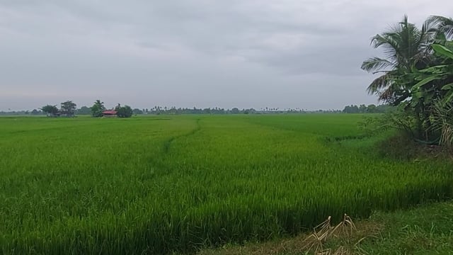 Agriculture, Asia, Asia Rice. Free Stock Video - Pixabay