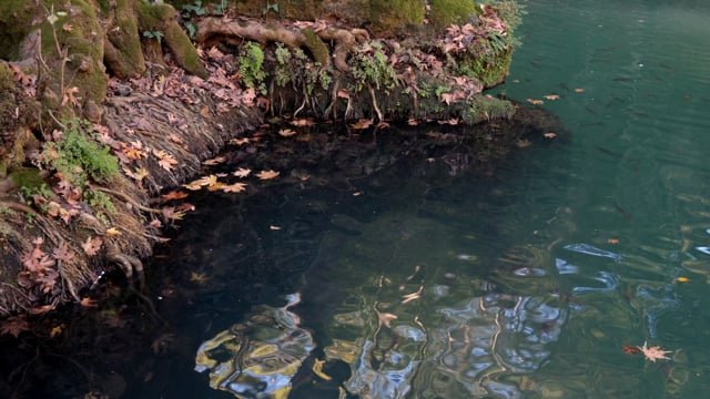 Tree, Root, Leaves. Free Stock Video - Pixabay