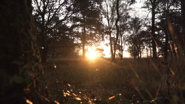 Morning Sunrise Trees - Free video on Pixabay