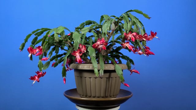 Crab Cactus, Flower, Chroma Key. Free Stock Video - Pixabay