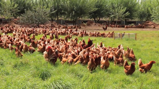 Chickens, Chicken Farm, Poultry. Free Stock Video - Pixabay