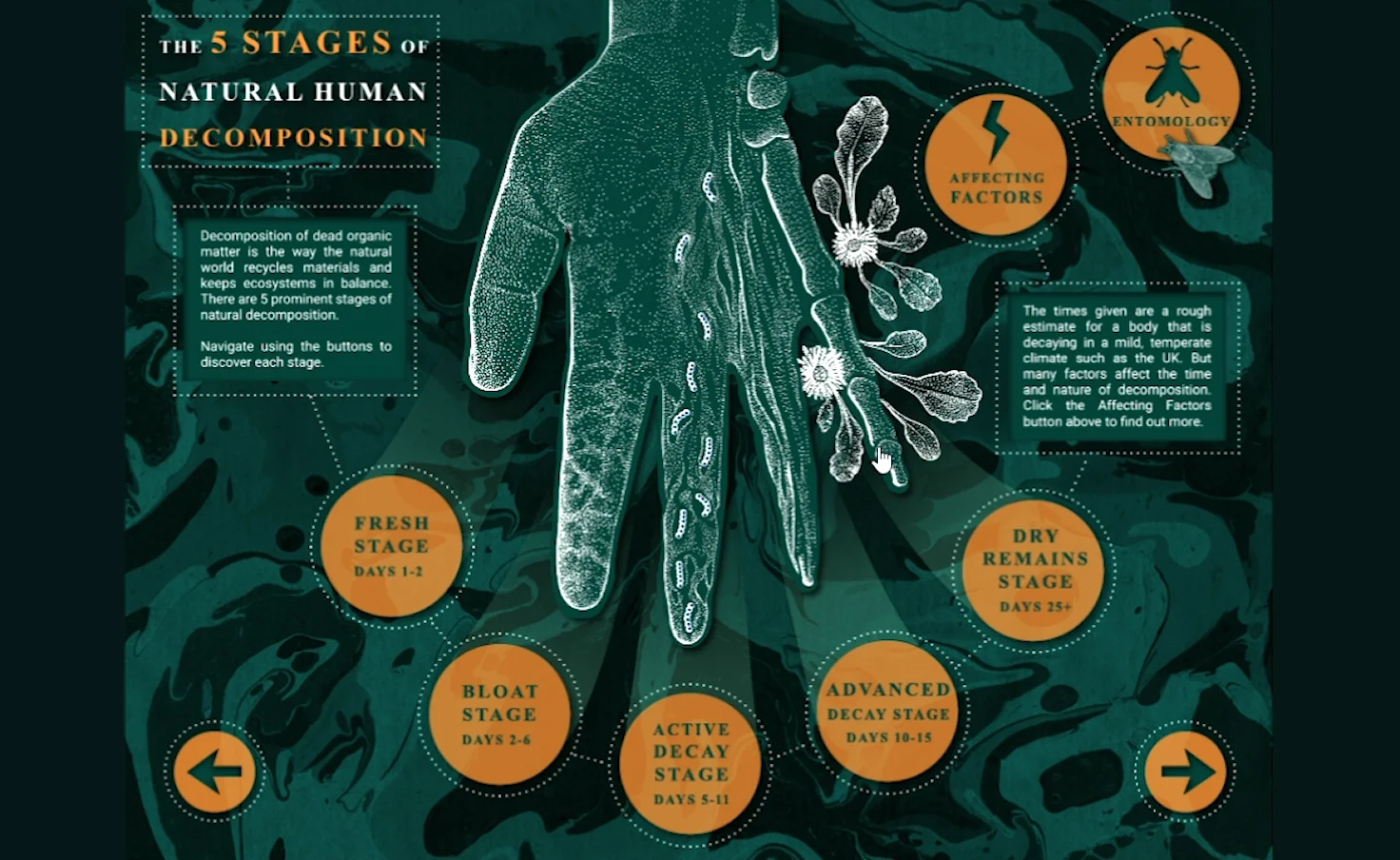 The 5 Stages of Natural Human Decomposition - An Illustrated ...