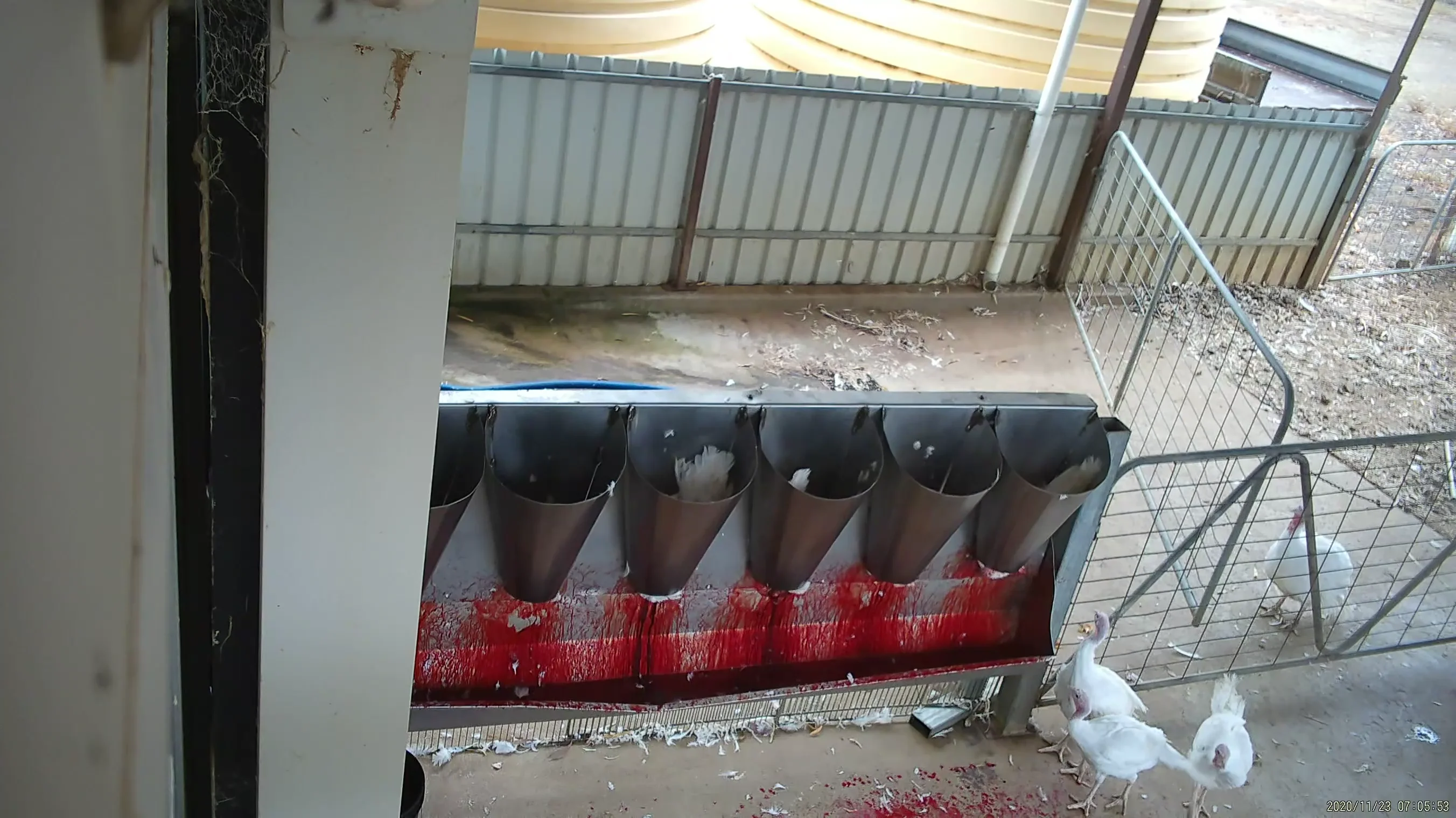 Numurkah turkey abattoir: cones on Vimeo