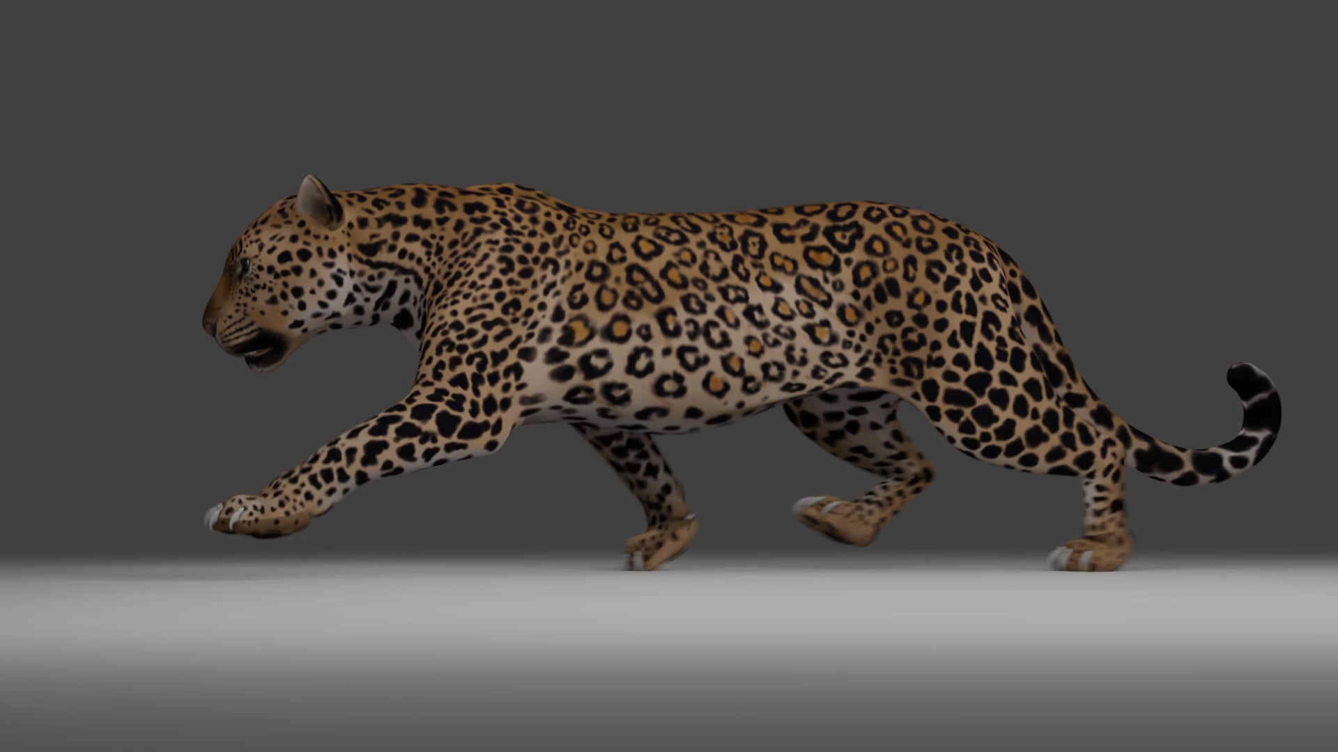 Big Cat Walk Cycle on Vimeo