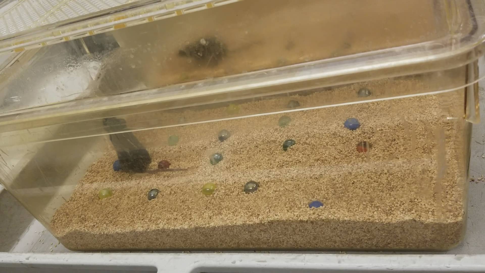 video marble burying test on Vimeo