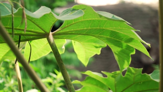 Leaves Waving Wind - Free video on Pixabay