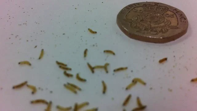 Sand fly larvae on Vimeo