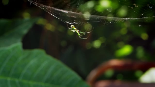 Spider Web Legs - Free video on Pixabay