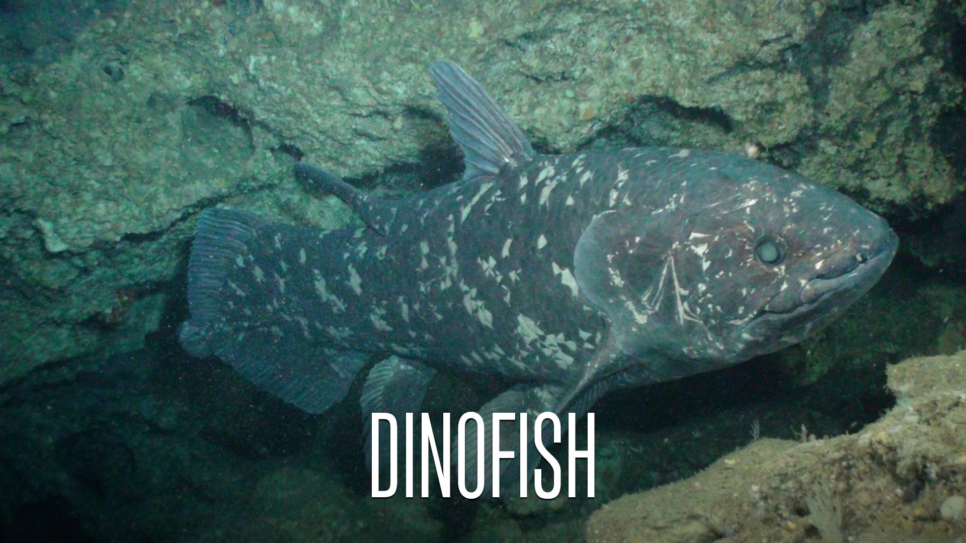 Watch Dinofish Online | Vimeo On Demand on Vimeo