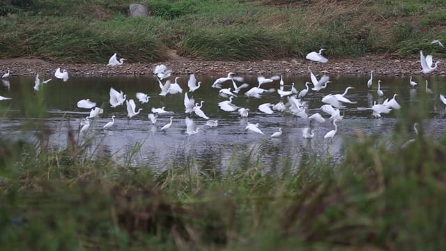Garza Común Animal Aves - Free video on Pixabay - Pixabay