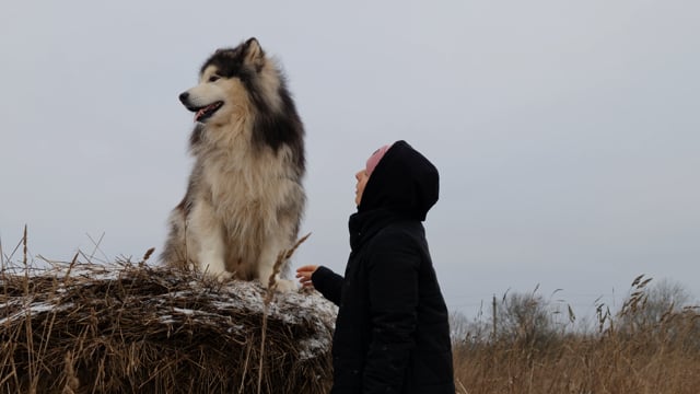 Dog Big Dog Dog Walk Free Stock Video - Pixabay