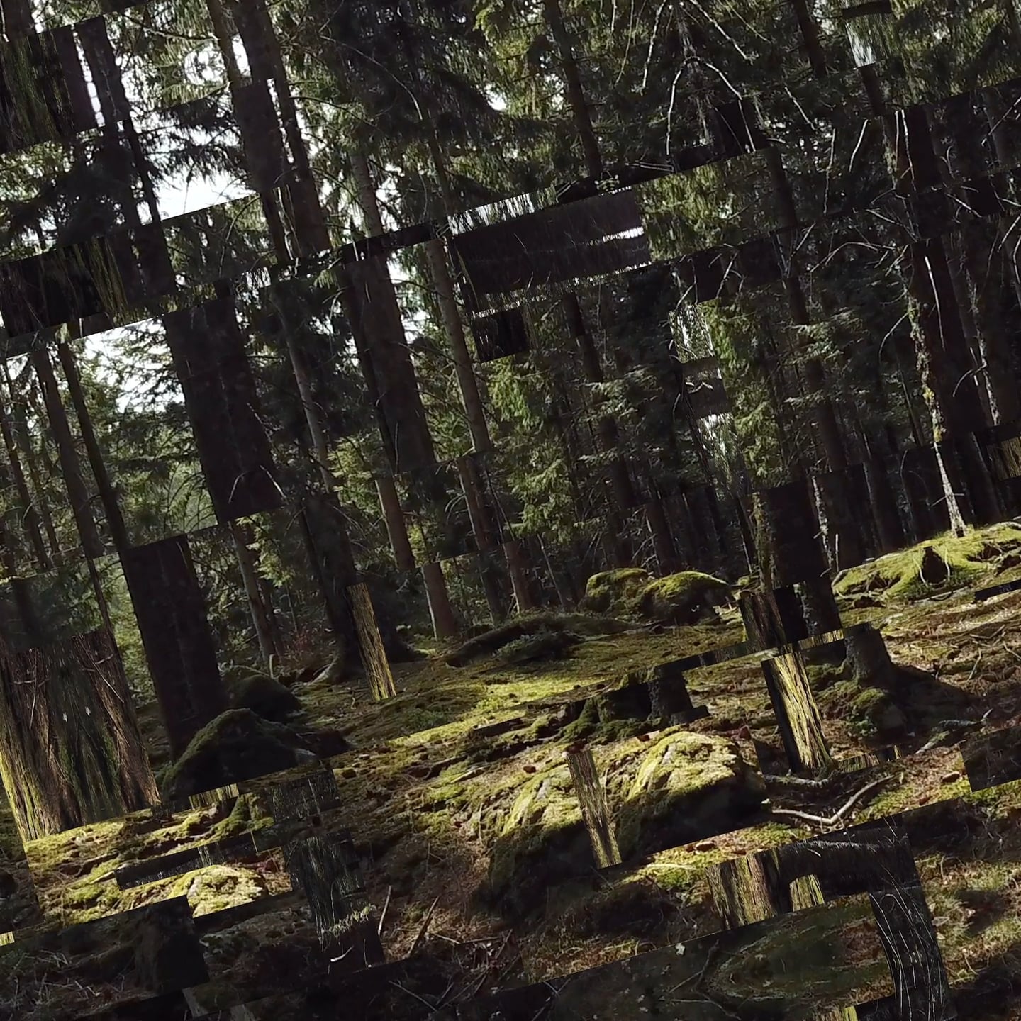FOREST on Vimeo