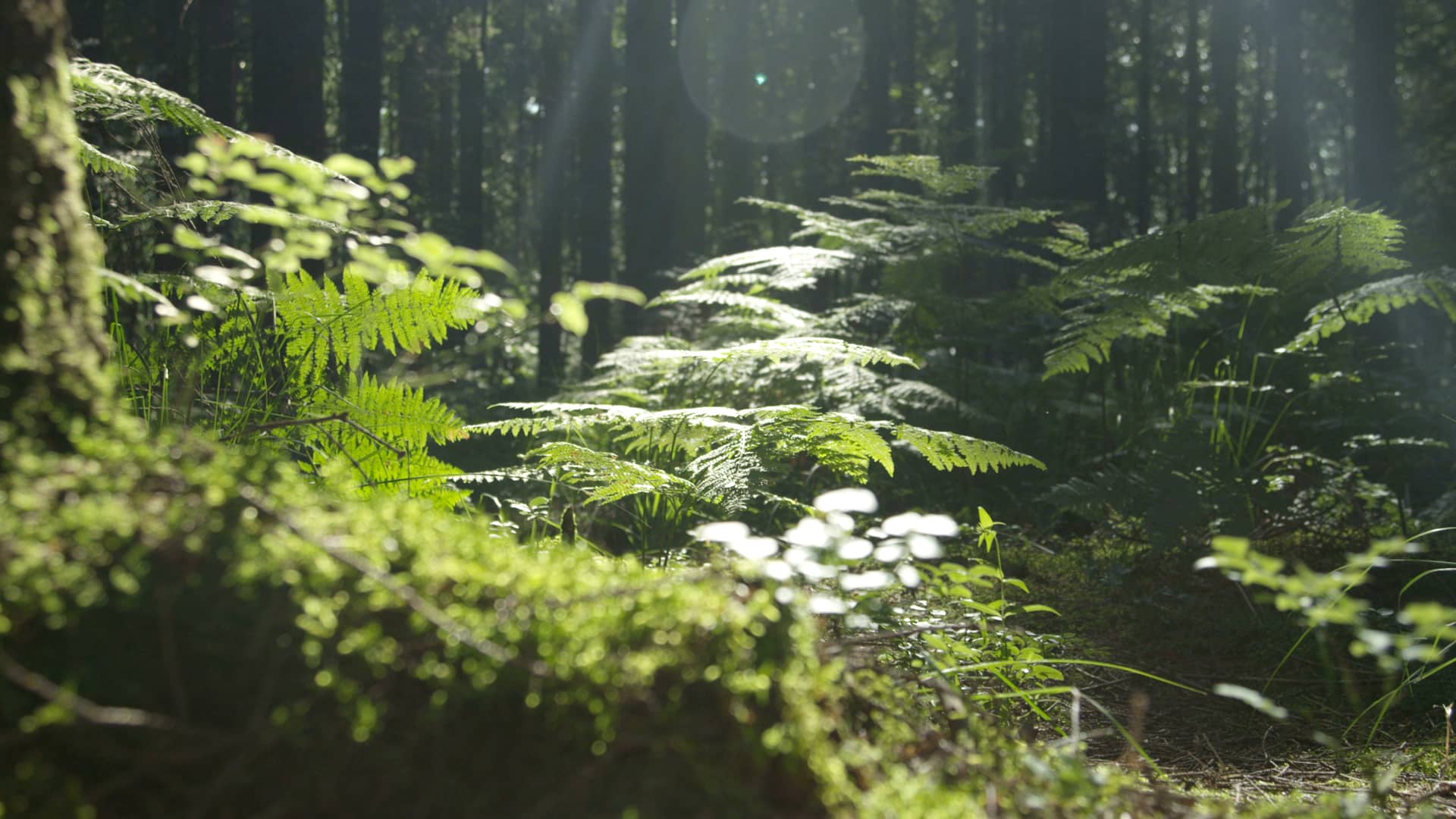 Forest Slow-Motion on Vimeo