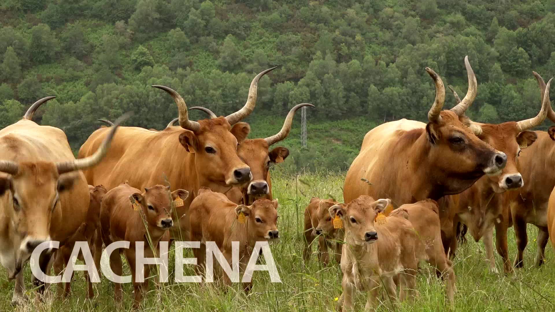 Boaga | Spot das Razas Autóctonas de Galicia (I) on Vimeo