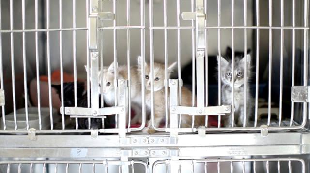 Volunteering at the Dearborn Animal Shelter on Vimeo