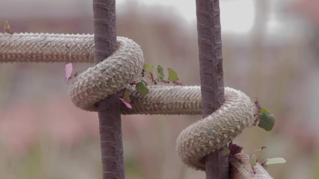 Fourmis Ouvriers Insectes De - Free video on Pixabay - Pixabay