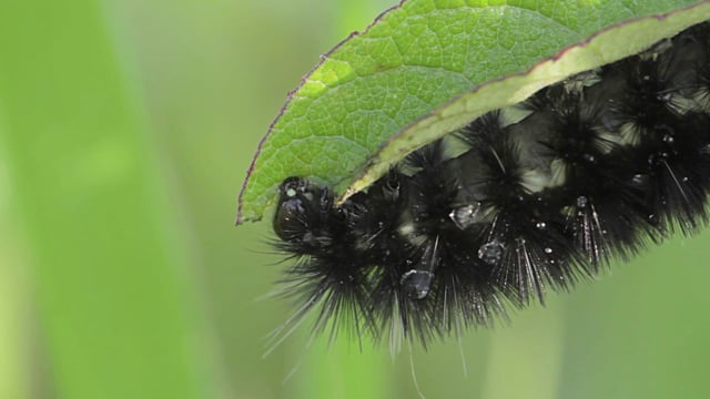 Oruga Insecto Planta - Free video on Pixabay - Pixabay
