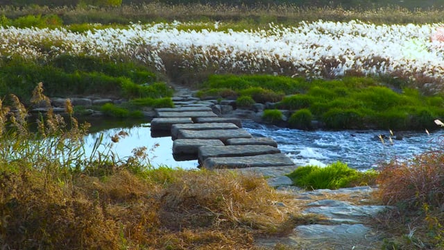 Silver Grass Stream Stepping Stone - Free video on Pixabay