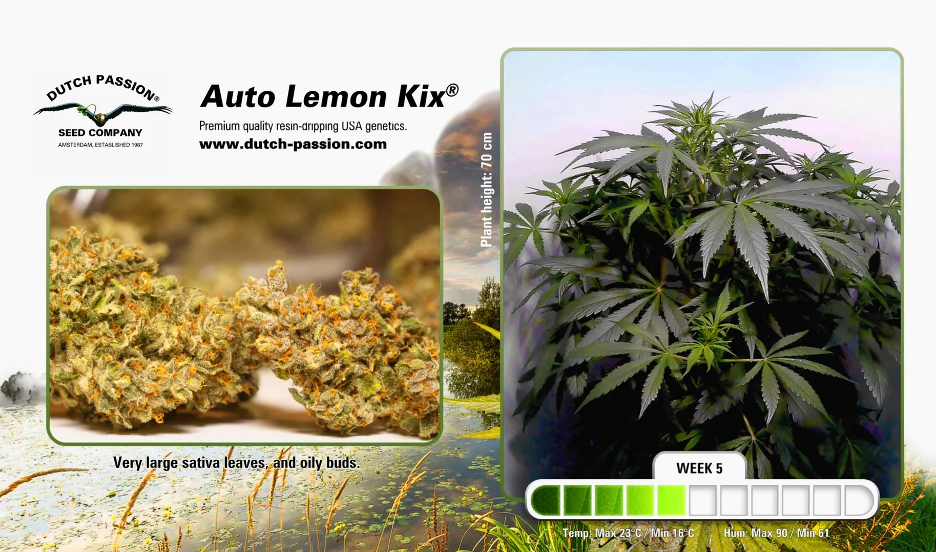 Auto Lemon Kix® - Cannabis time lapse