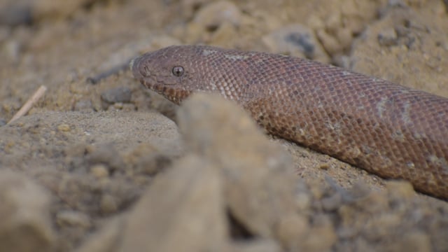 Snake, Reptile, Grass. Free Stock Video - Pixabay