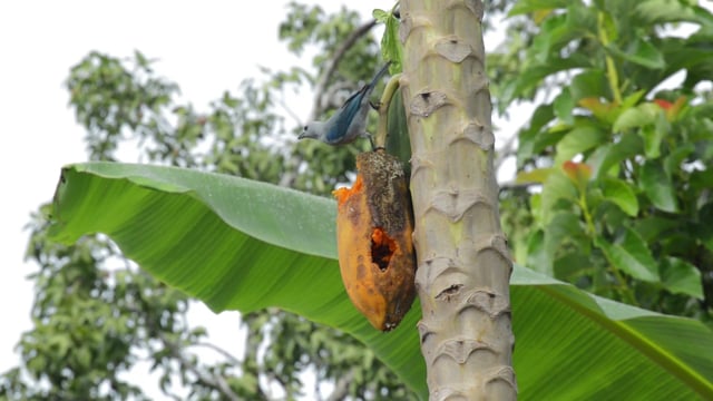 Papaya Videos: Download 3+ Free 4K & HD Stock Footage Clips - Pixabay