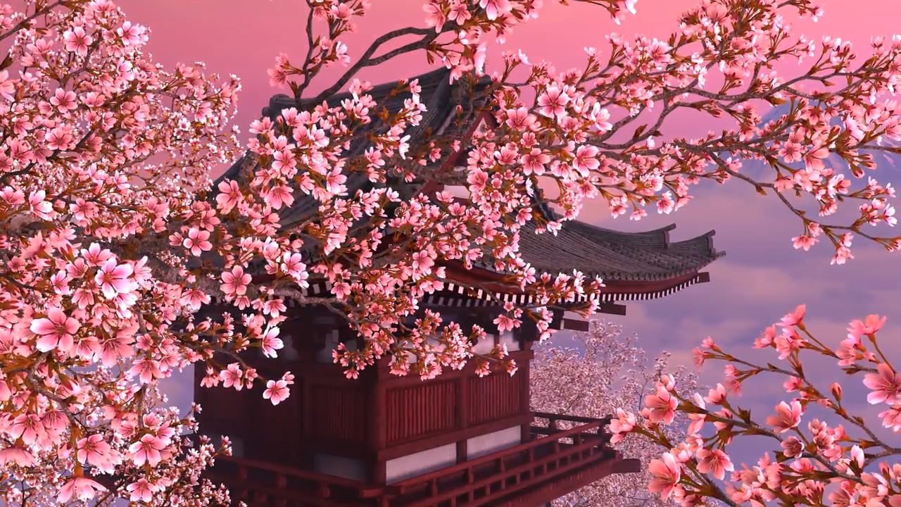 Blooming Sakura Screensaver 4K UHD on Vimeo