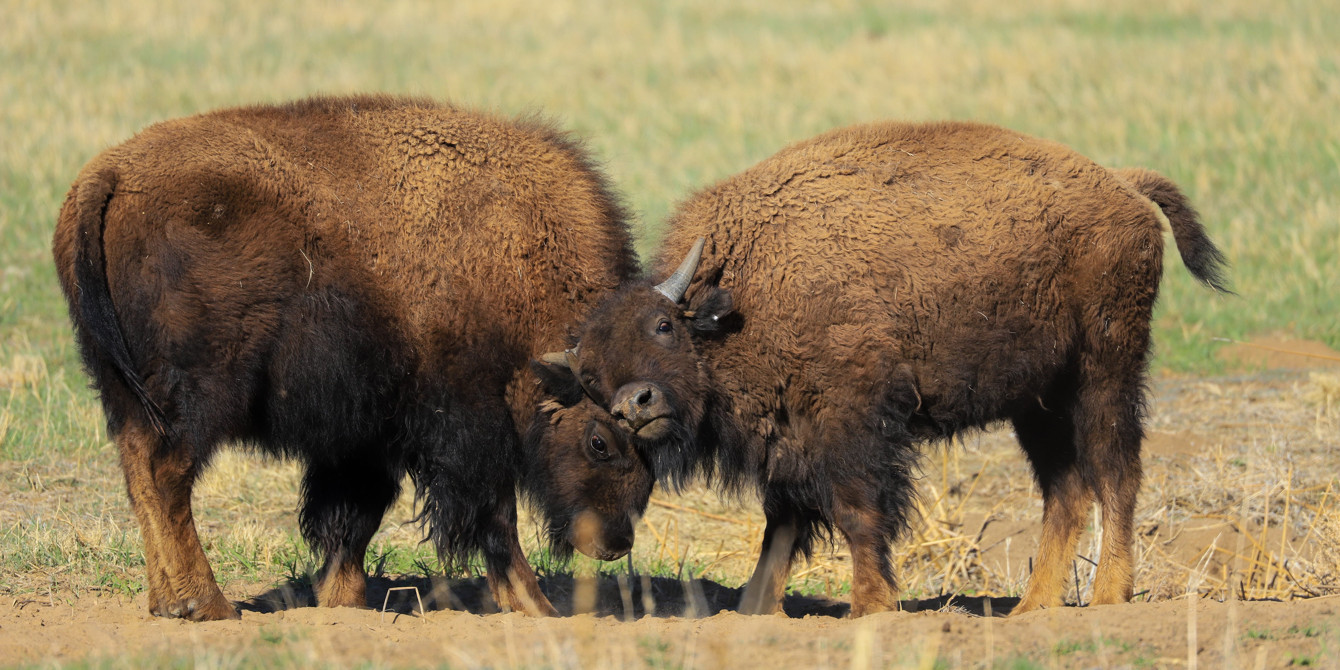 American Bison Fight in Slow Motion - A Wildlife Video | Videos ...
