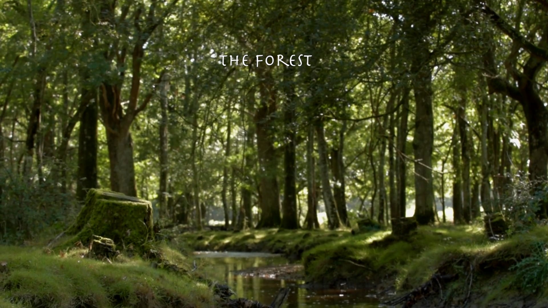 The Forest on Vimeo