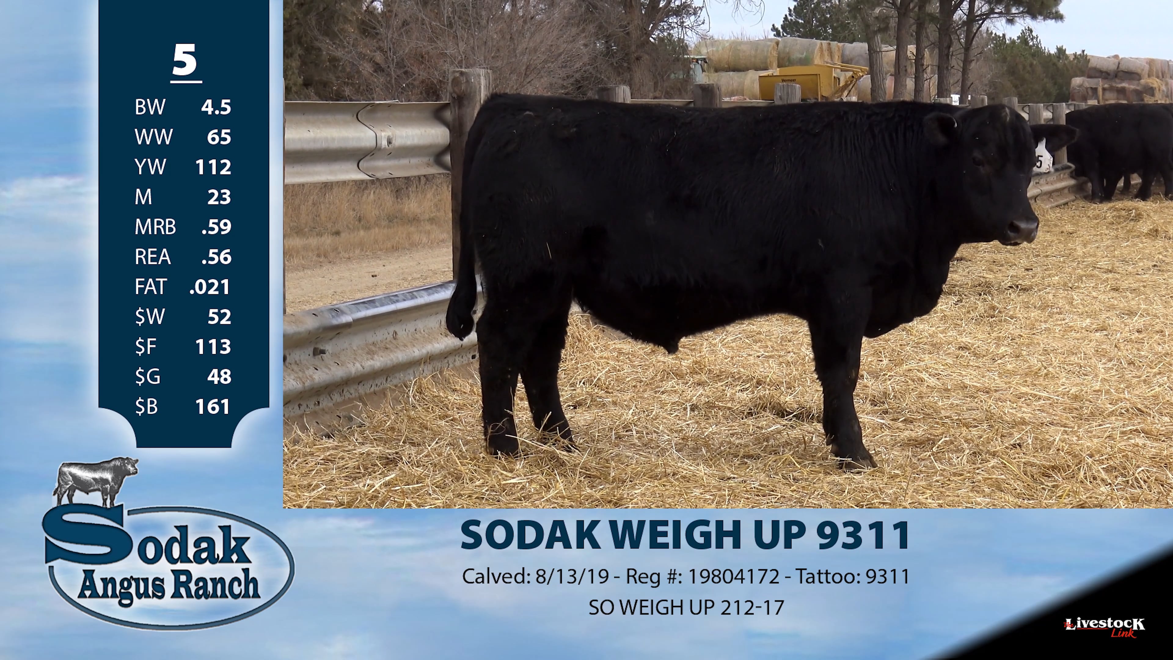 Sodak Angus Ranch - Lot 5 on Vimeo