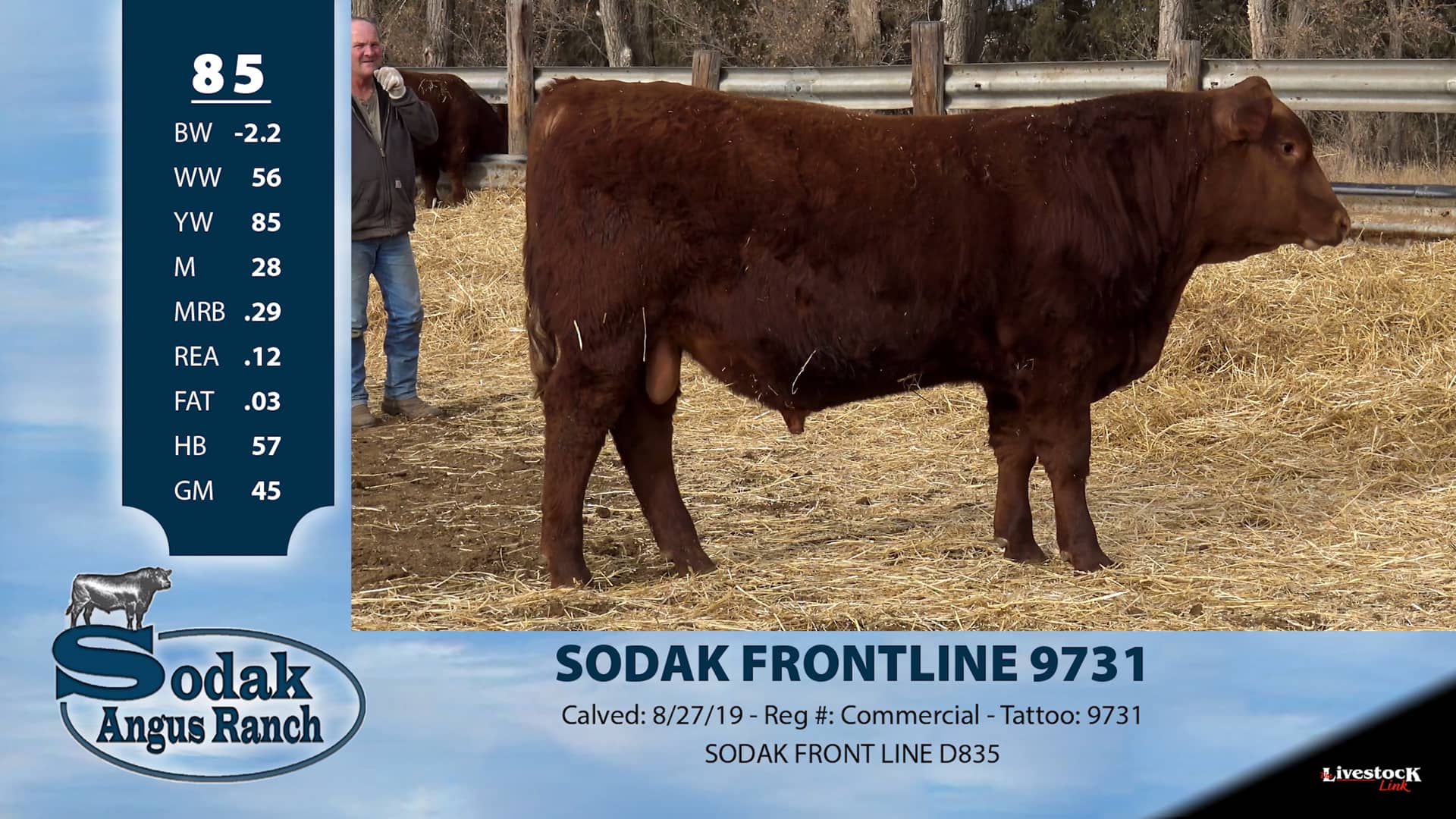 Sodak Angus Ranch - Lot 85 on Vimeo