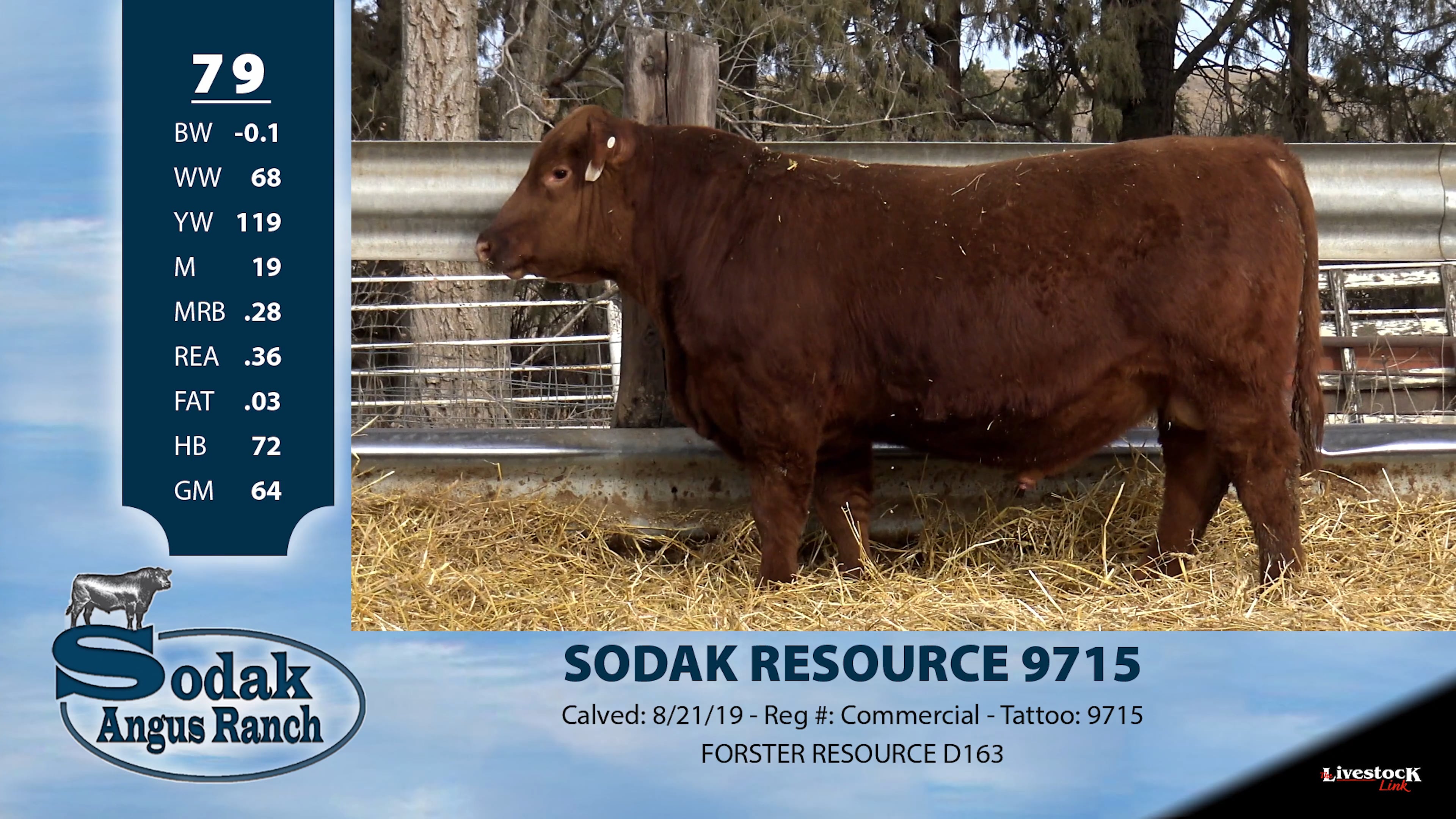 Sodak Angus Ranch - Lot 79 on Vimeo