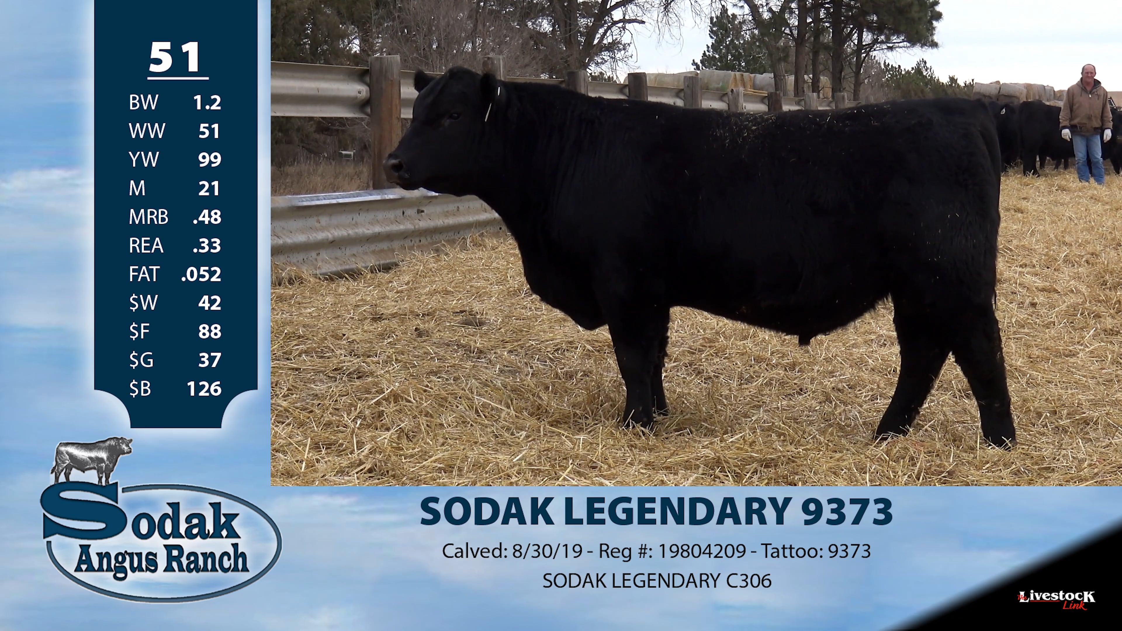 Sodak Angus Ranch - Lot 51 on Vimeo