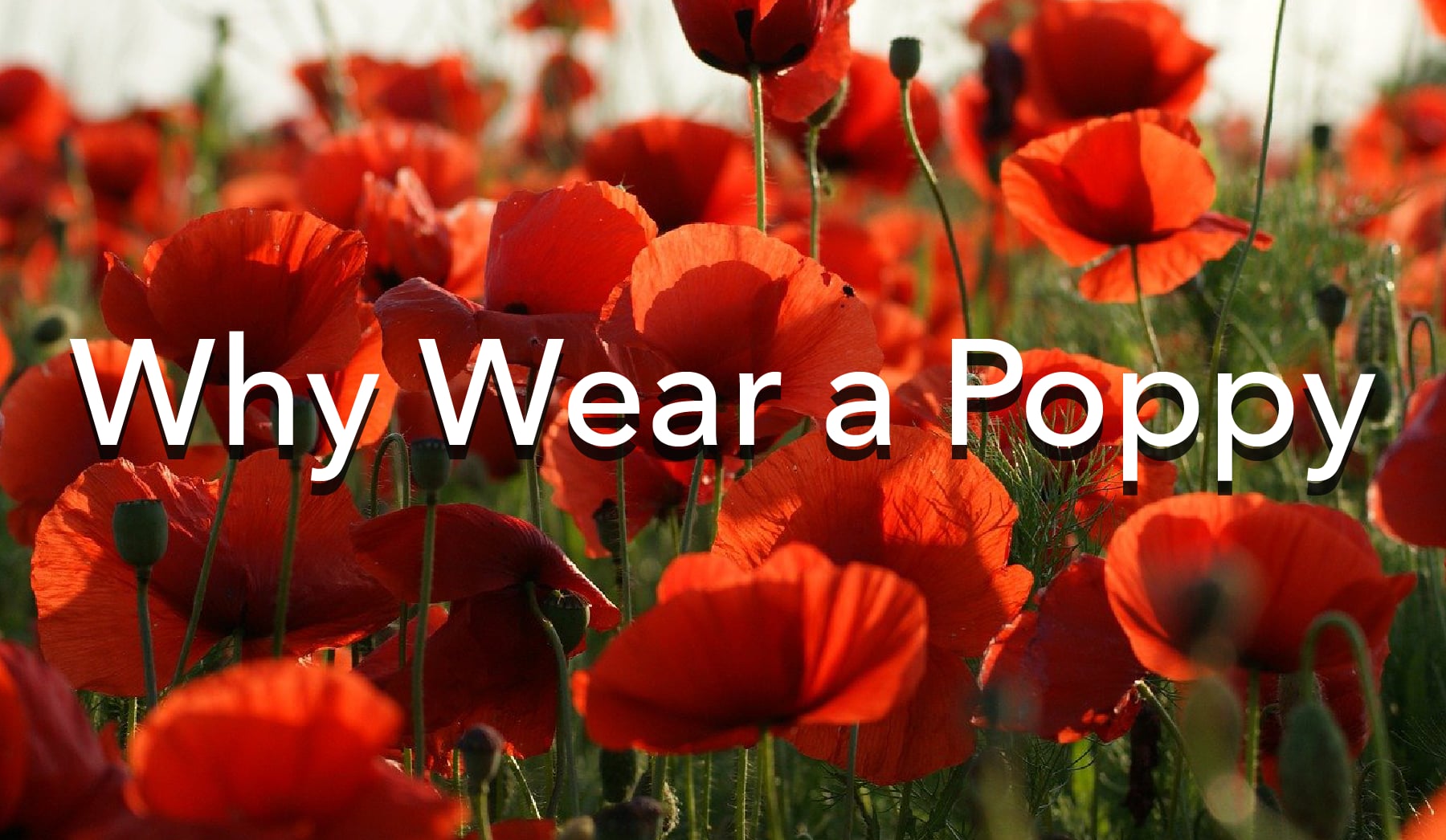 Why Wear A Poppy on Vimeo