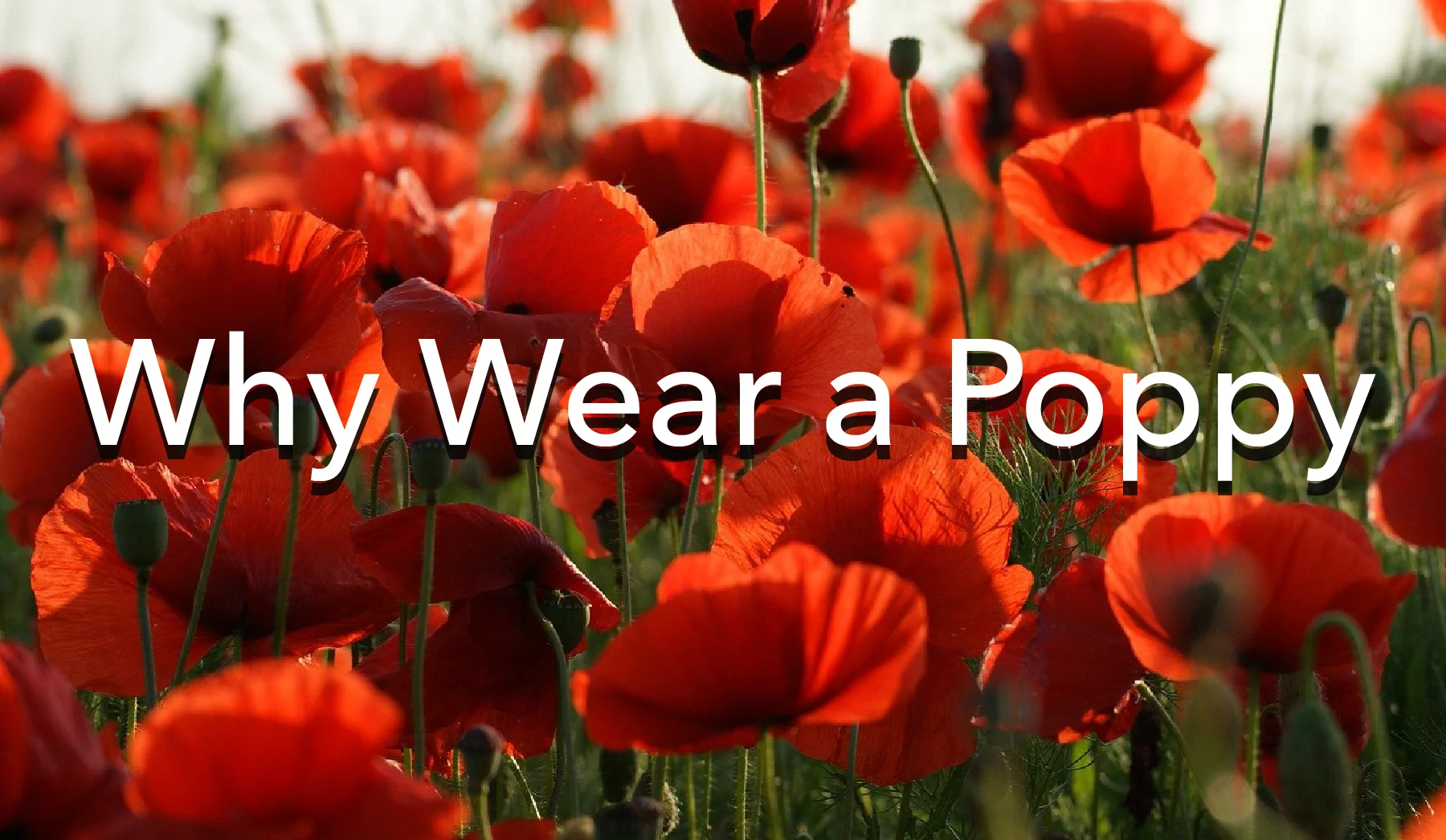 Why Wear A Poppy
