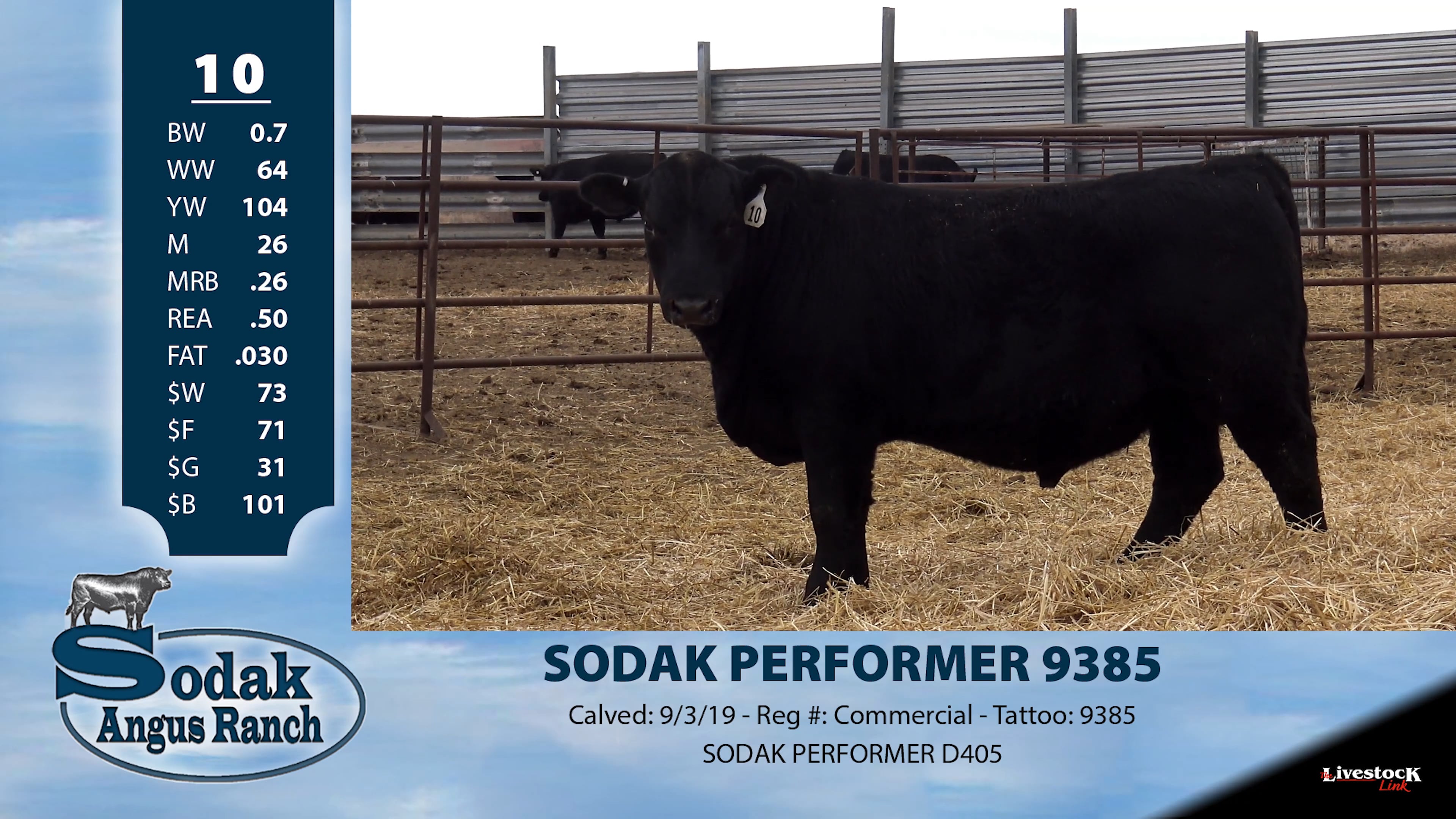 Sodak Angus Ranch - Lot 10 on Vimeo