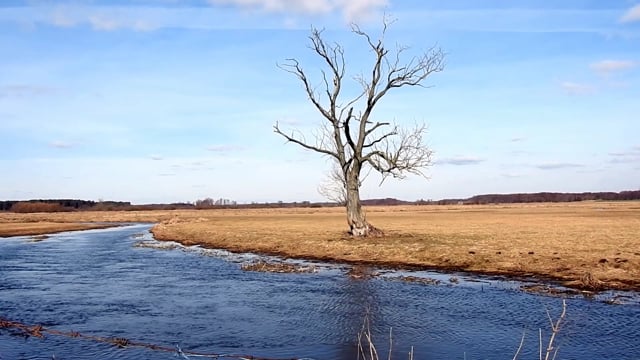 River Tree Nature - Free video on Pixabay