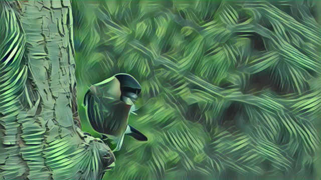 Bird Nature Abstract - Free video on Pixabay