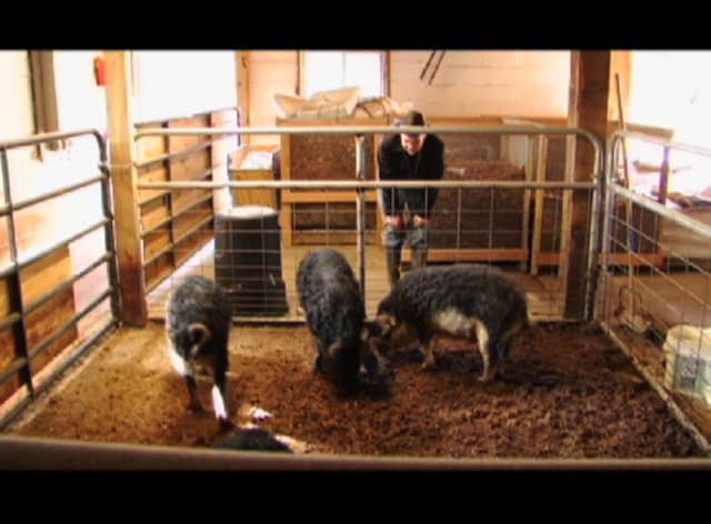 The Kobe Beef of Pork: Mosefund Farm's Mangalitsa Pigs on Vimeo