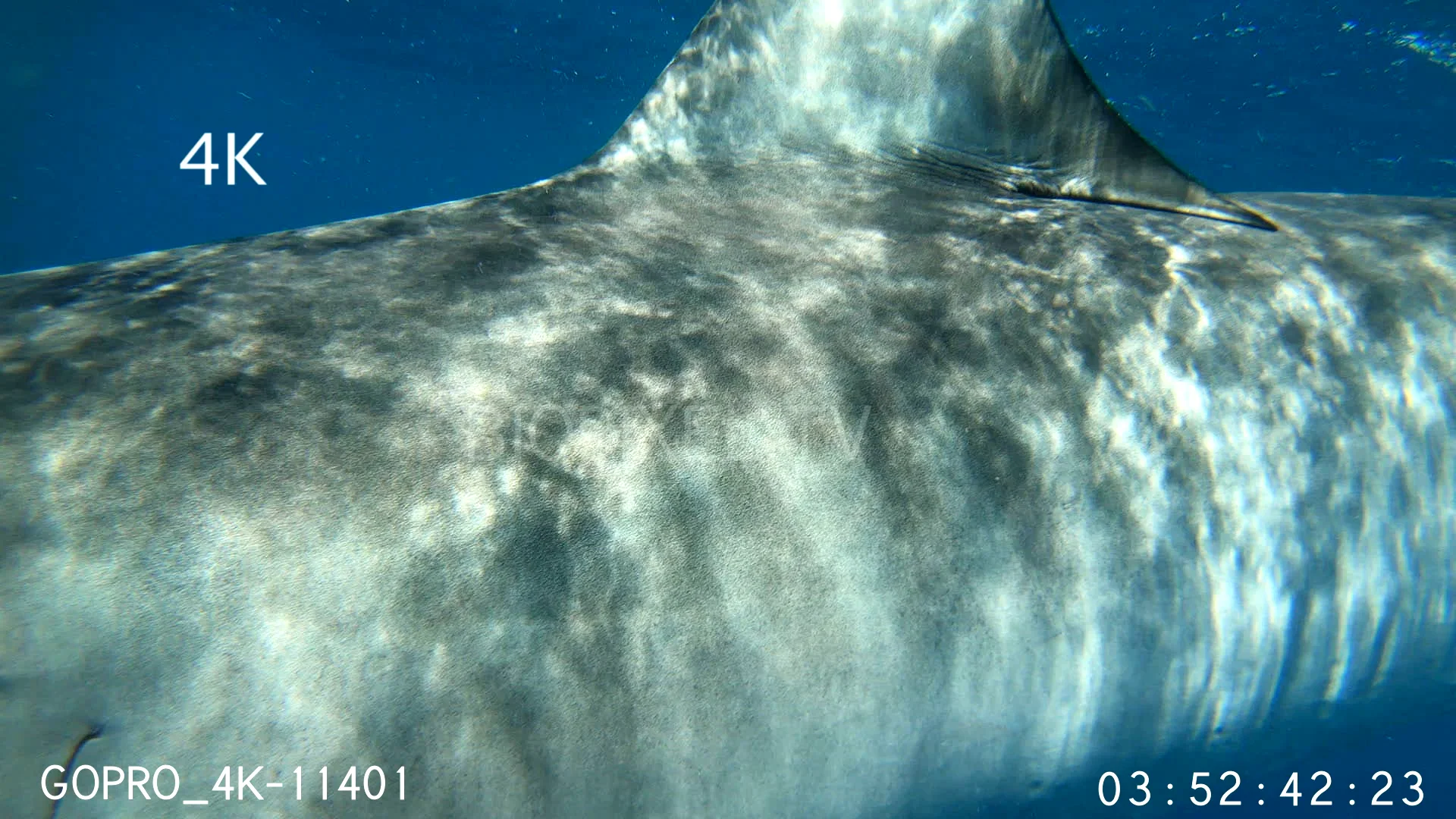tiger shark / turtle interaction - Tiger shark attacking camera 4K 5 on ...